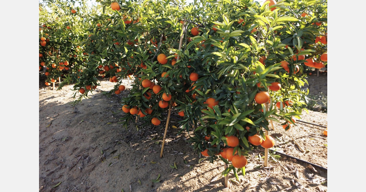 Tango meest gezochte citrus in januari in Spanje