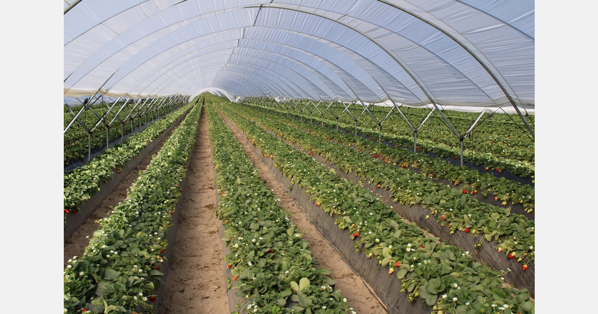 Regen gunstig voor tuinbouw in Andalusië