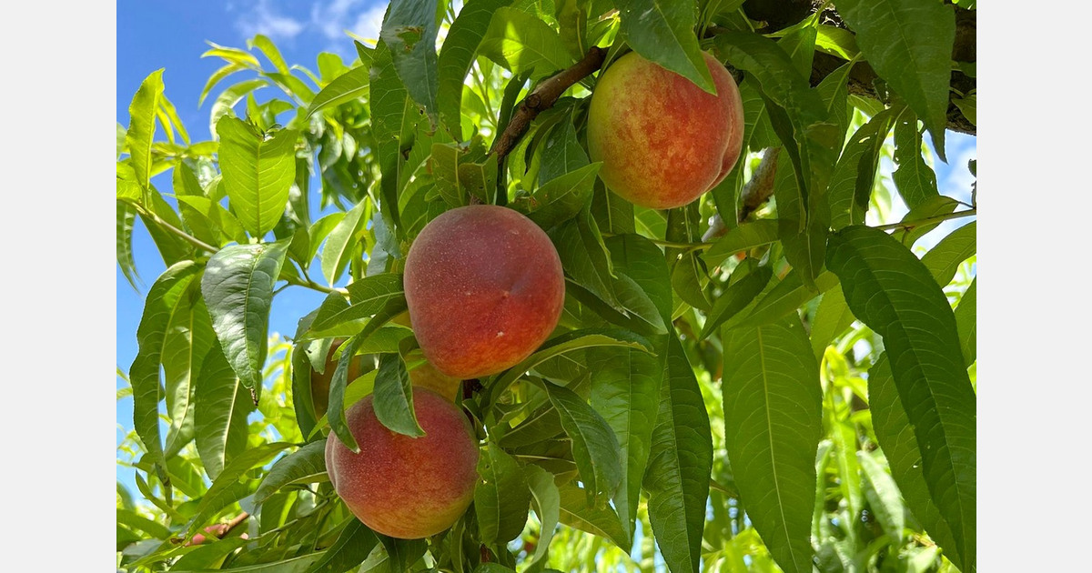 Steenfruitseizoen in Extremadura start later, maar verwachtingen blijven positief