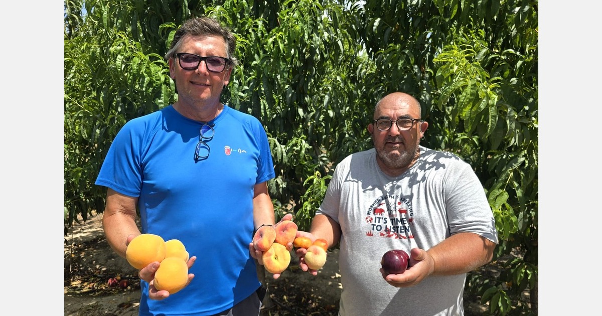 Nieuwe gele perzik- en platerinavariëteiten die oogstkalender verlengen