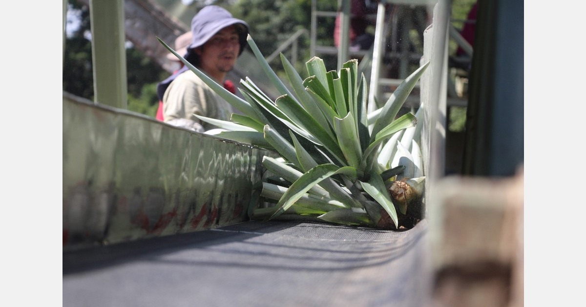 Duurzaamheidscontrole Costa Ricaanse ananasteelt aangescherpt