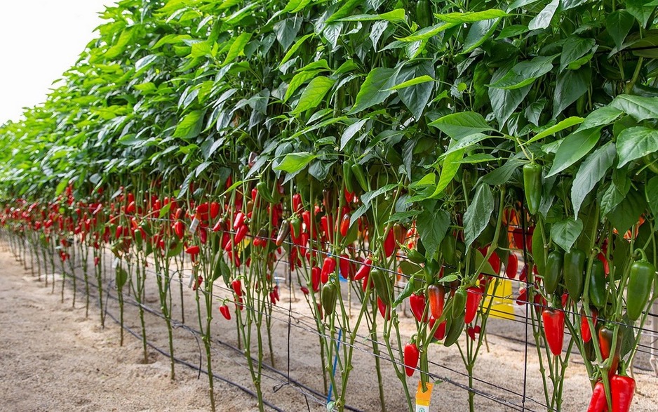 Tribelli Seedless genomineerd voor de FLIA Award