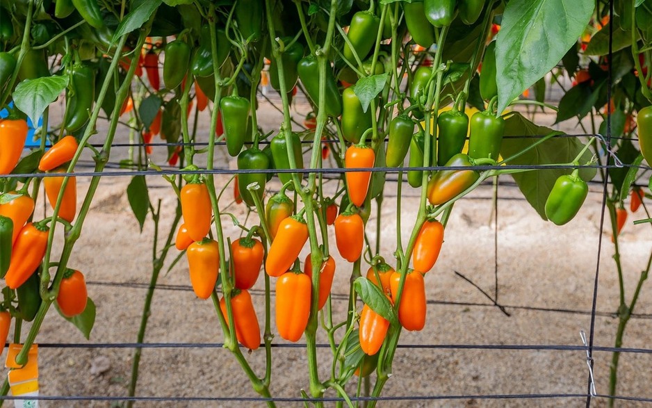 Tribelli Seedless genomineerd voor de FLIA Award