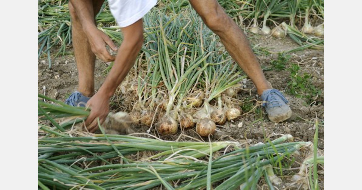 2020: mooi seizoen voor de zoete ui van de Cevennen