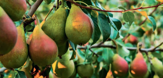 Franse perenmarkt behoorlijk actief