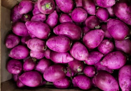 Oude radijsrassen: een nichemarkt die aan populariteit wint