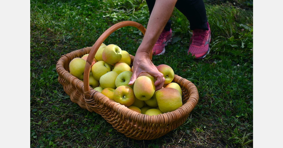 Rubis Gold: de nieuwe gele appel die 'de boel op stelten zet'