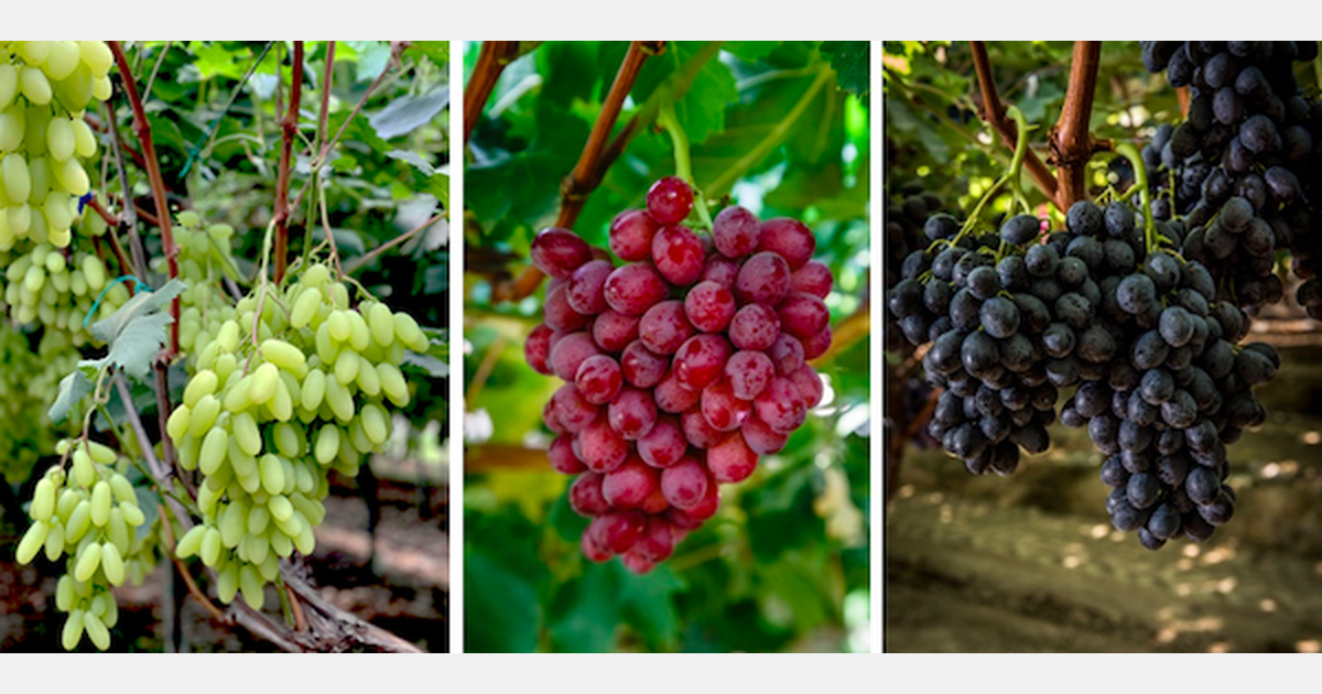 Nieuw pitloos druivenmerk Zépé