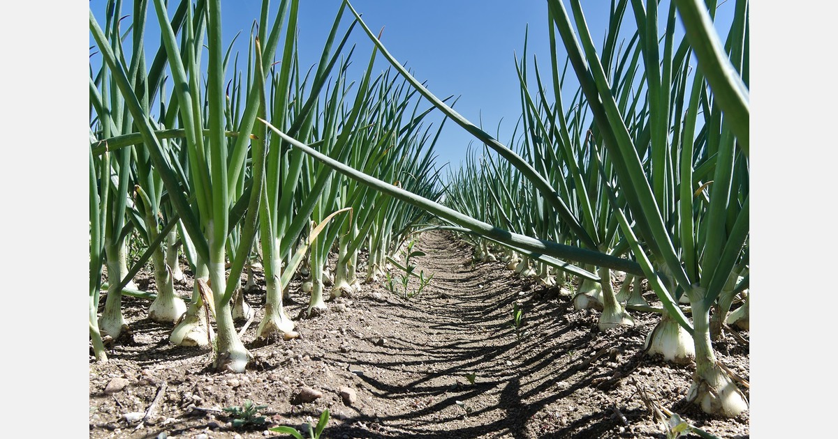"Franse uien kunnen profiteren van de situatie op de Europese markt"