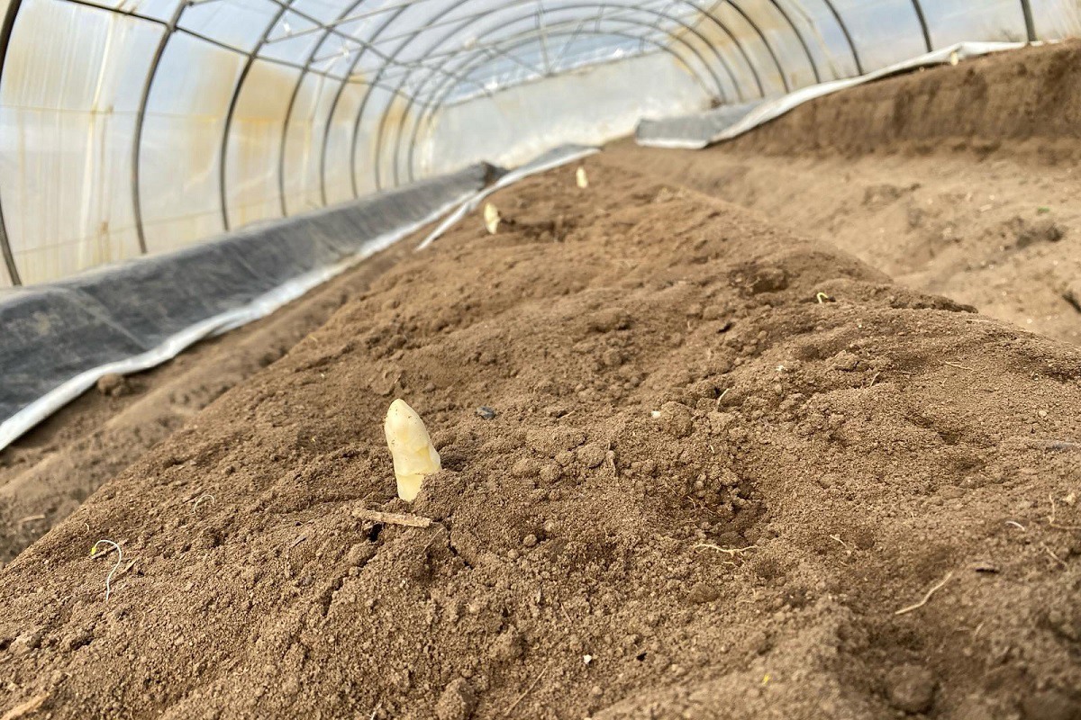 Franse Fleuron d'Anjou wil binnen 5 jaar 1.000 ton asperges telen