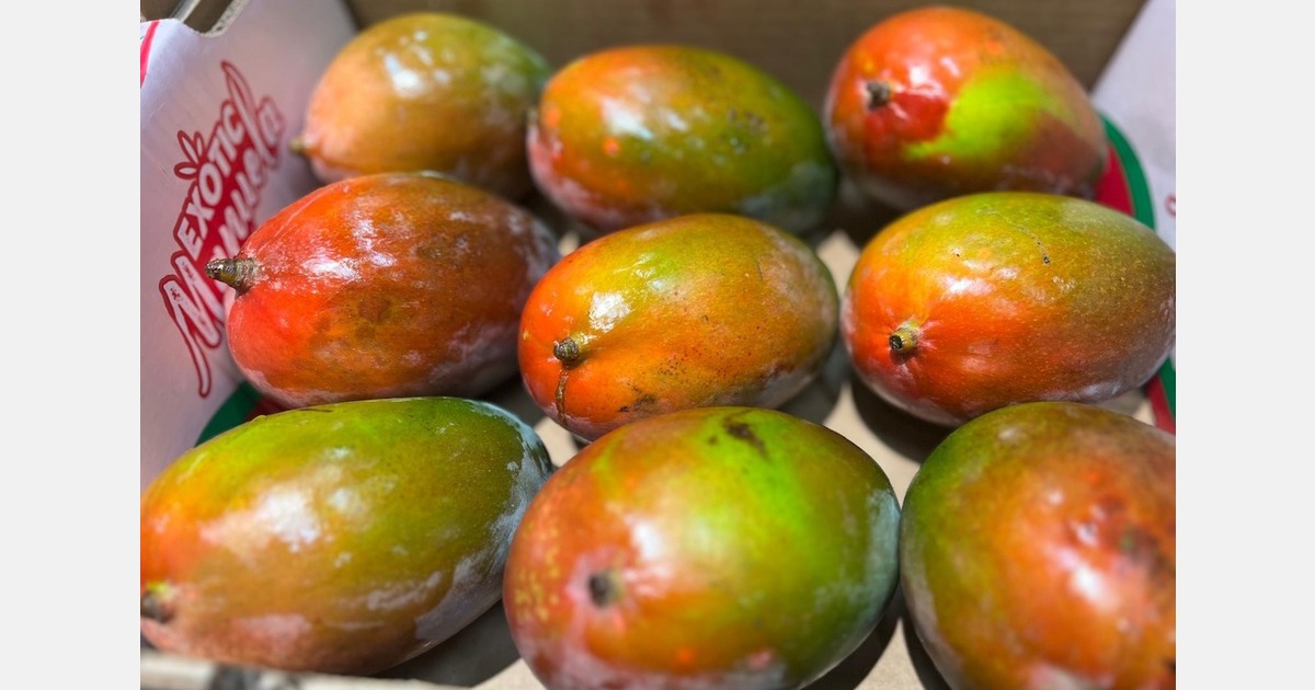 "Zelfs tot einde van seizoen blijft de kwaliteit van Spaanse mango's ...