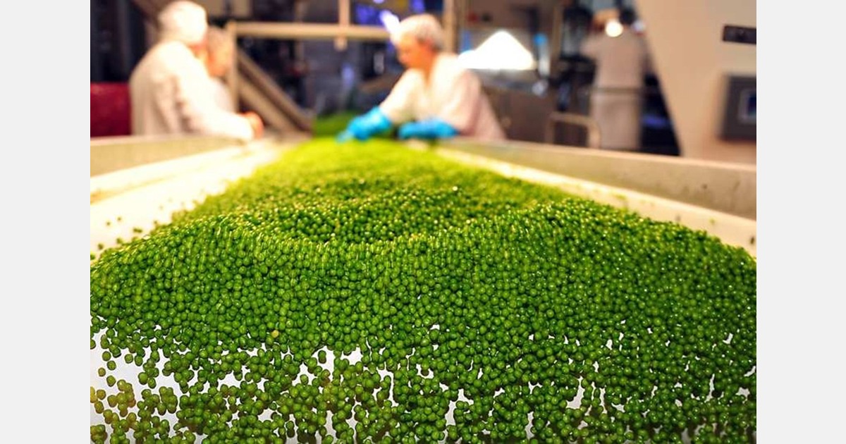 Franse doperwtenoogst 16% lager, sperziebonen 12% onder vorig jaar