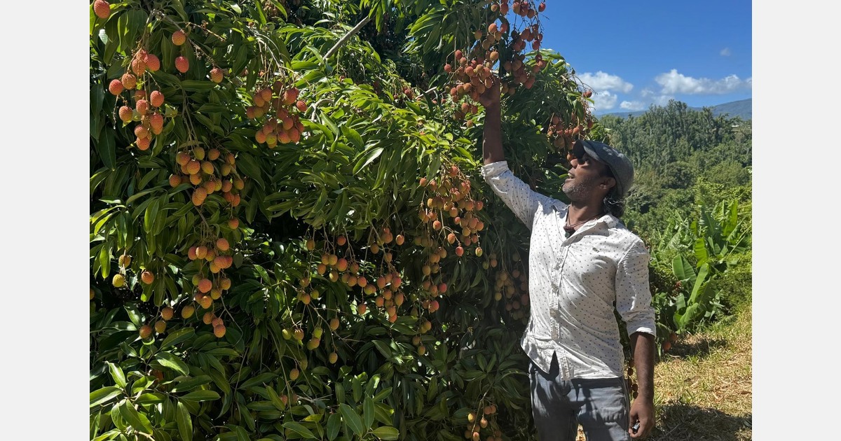 Lychees en ananas uit Réunion vertraagd, maar betere kansen voor afzet ...