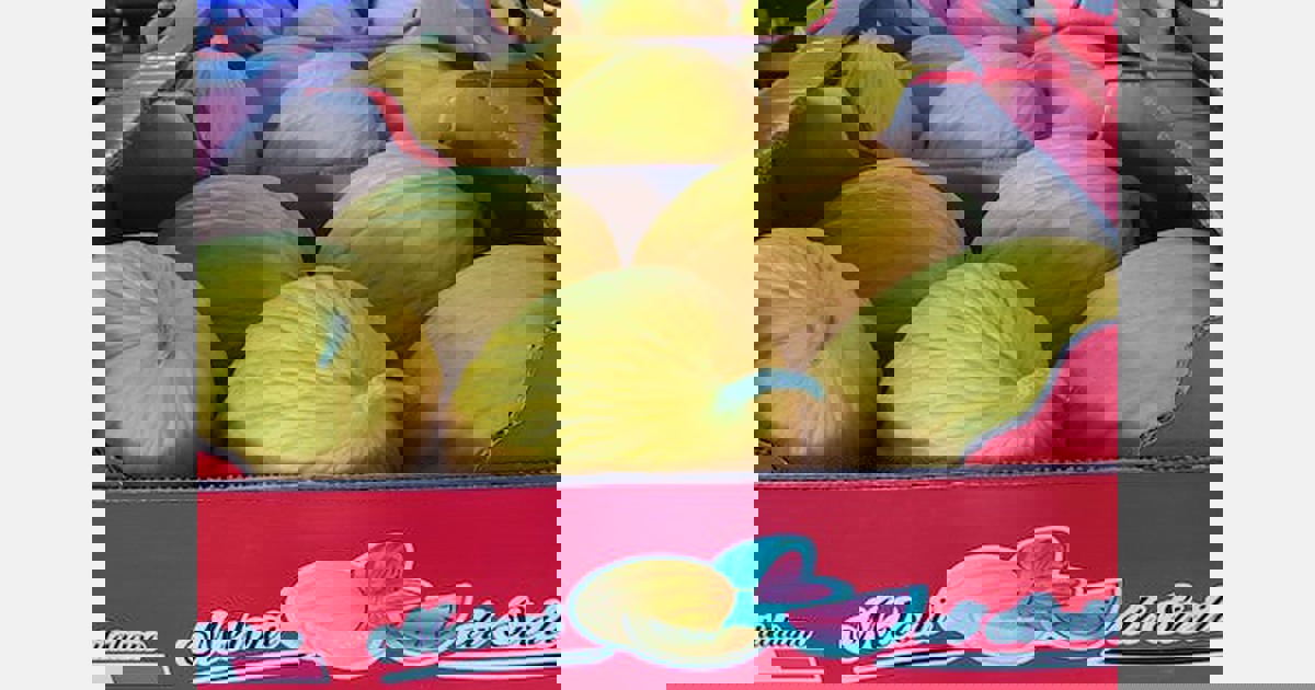 Seizoen gele meloen goed van start op Sicilië