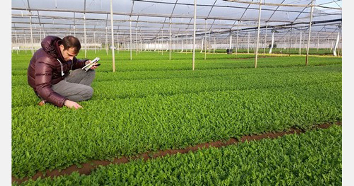 Nieuwe rucolarassen van het Italiaanse Maraldi Sementi