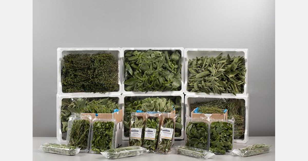 Gedroogde Italiaanse kruiden voor export