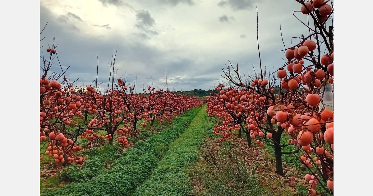 Nog enkele partijen Rojo Brillante kaki's beschikbaar