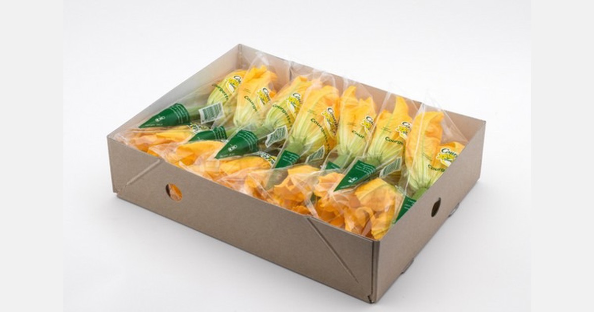 Eerste courgette fleurs weer op weg naar de chef