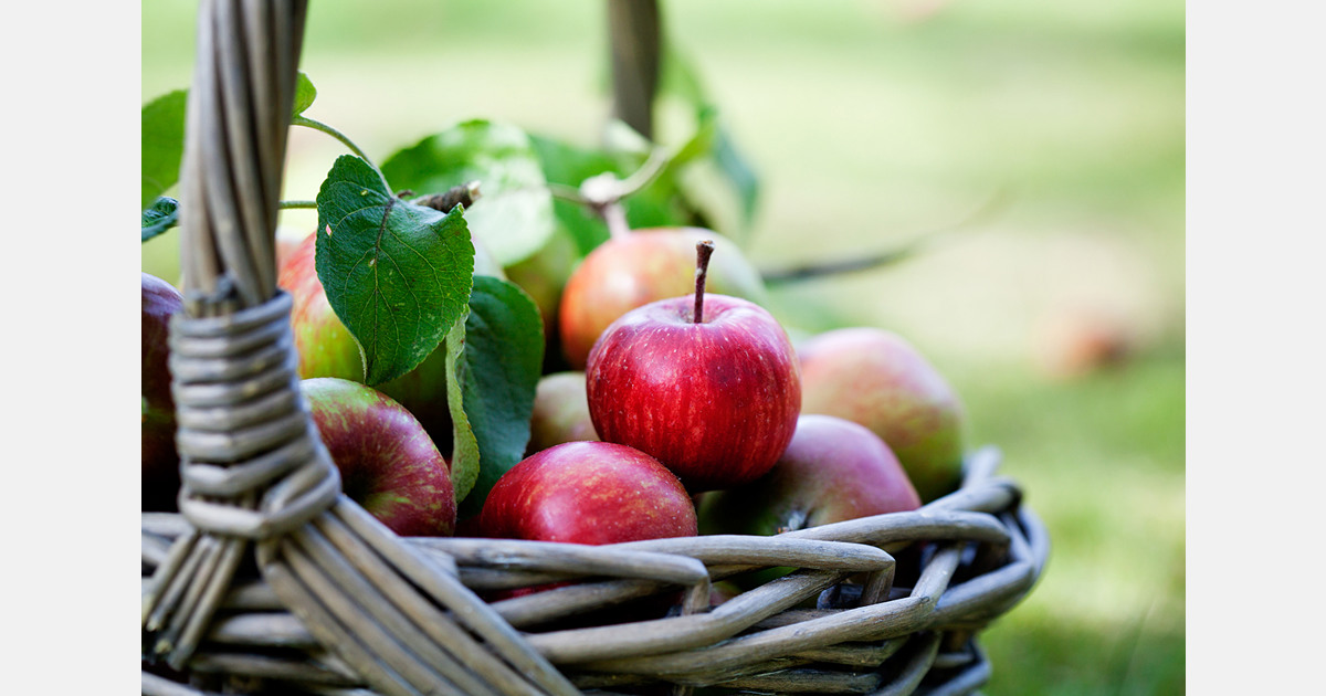 Wollige appelbloedluis bestrijden met schimmels