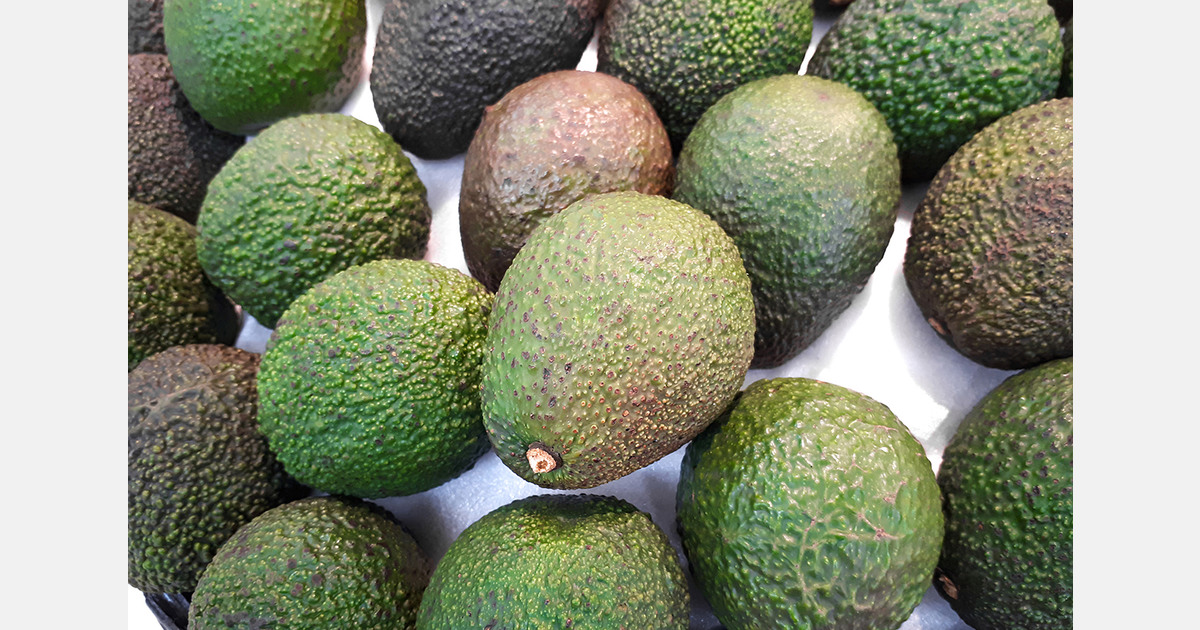 Verliezen voor Peruaanse avocadotelers door kleine maten