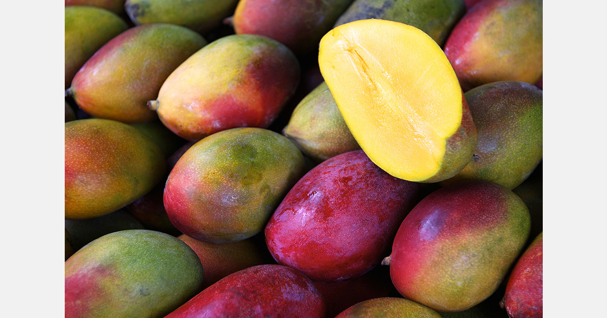 EU staat export van Taiwanese mango’s en guaves opnieuw toe