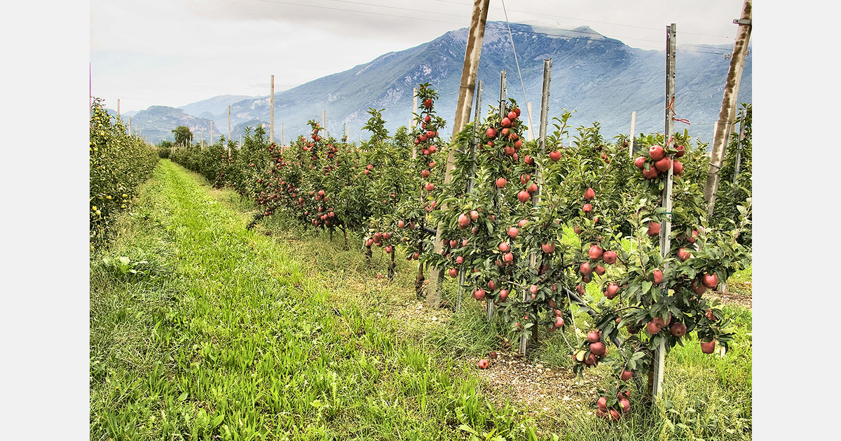 Herstel biologische (zacht)fruitteelt in Kirgizië