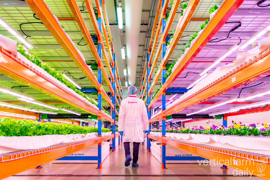 Fotoreportage: Bezoek aan vertical farm Emirates Bustanica in Dubai
