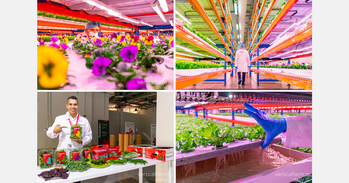 Fotoreportage: Bezoek aan vertical farm Emirates Bustanica in Dubai