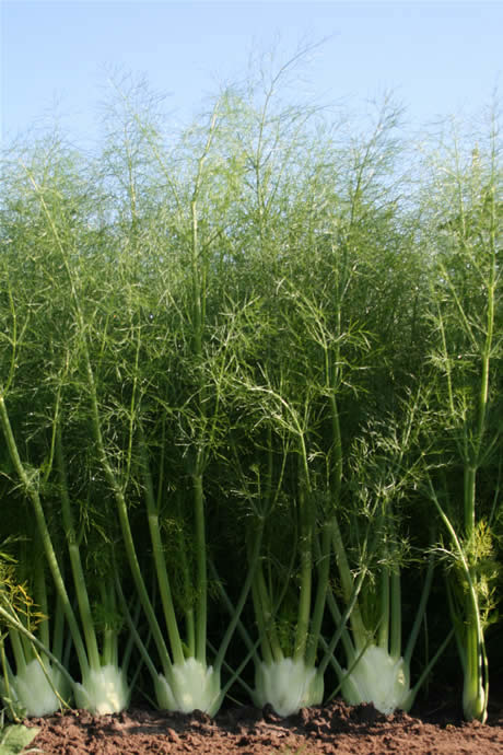 Plotselinge klad in venkelprijzen na prima start van het seizoen